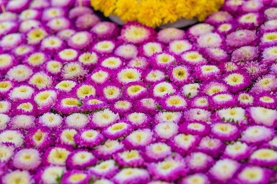 Frower 画像 - 参照 540 Stock 写真、ベクターおよびビデオ | Adobe Stock