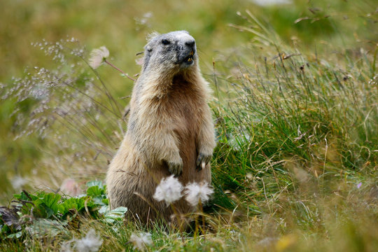 Imágenes de Marmotta: descubre bancos de fotos, ilustraciones, vectores ...