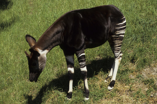 Imágenes de Mondonga: descubre bancos de fotos, ilustraciones, vectores ...