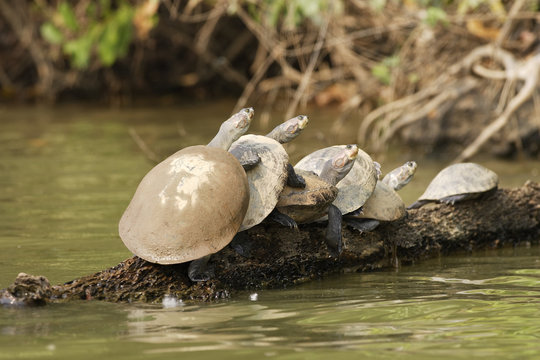 รูปภาพPodocnemis – เลือกดูภาพถ่ายสต็อก เวกเตอร์ และวิดีโอ319 | Adobe Stock