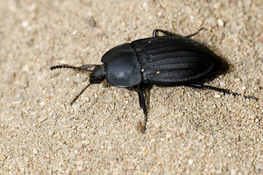 Silpha Images – Browse 60 Stock Photos, Vectors, and Video | Adobe Stock