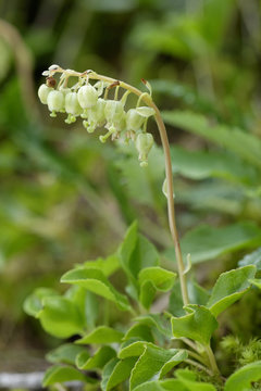 Pirole Images – Browse 7 Stock Photos, Vectors, and Video | Adobe Stock