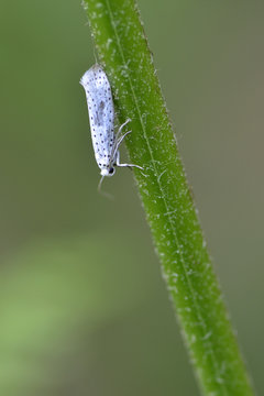 Teigne Images – Browse 56 Stock Photos, Vectors, and Video | Adobe Stock