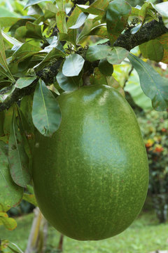 Calebassier Images – Browse 15 Stock Photos, Vectors, and Video | Adobe ...