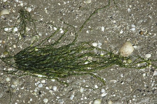 Thallophyte Images – Parcourir 38 le catalogue de photos, vecteurs et ...