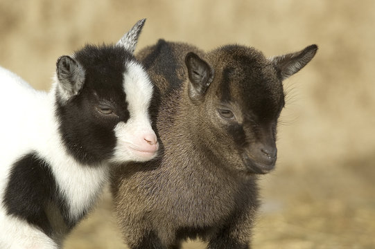 「Chevreau」の画像 - 1,063 件の Stock 写真、ベクターおよびビデオ | Adobe Stock