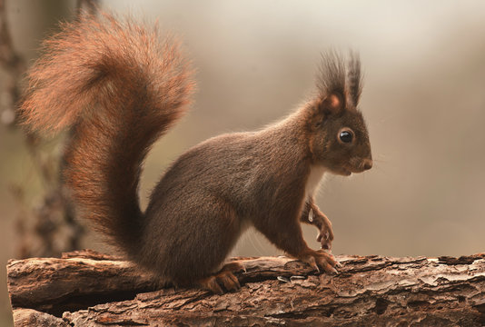 รูปภาพRongeur – เลือกดูภาพถ่ายสต็อก เวกเตอร์ และวิดีโอ12,107 | Adobe Stock