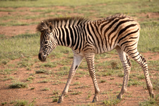 รูปภาพSingle-Hoofed – เลือกดูภาพถ่ายสต็อก เวกเตอร์ และวิดีโอ88 | Adobe ...