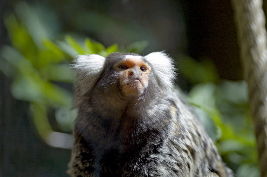 รูปภาพToupet – เลือกดูภาพถ่ายสต็อก เวกเตอร์ และวิดีโอ278 | Adobe Stock