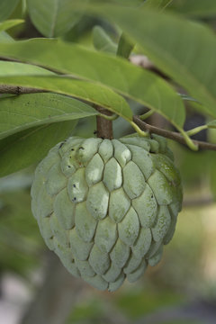 「Attier」の画像 - 34 件の Stock 写真、ベクターおよびビデオ | Adobe Stock