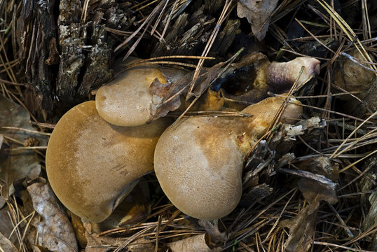 「Lentin」の写真素材 | 158件の無料イラスト画像 | Adobe Stock