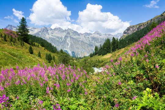 รูปภาพEngadin – เลือกดูภาพถ่ายสต็อก เวกเตอร์ และวิดีโอ21,041 | Adobe Stock