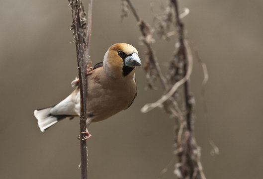 รูปภาพGranivore – เลือกดูภาพถ่ายสต็อก เวกเตอร์ และวิดีโอ2,308 | Adobe Stock