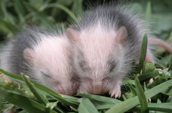 "Mastomys Natalensis" Images – Browse 17 Stock Photos, Vectors, and ...