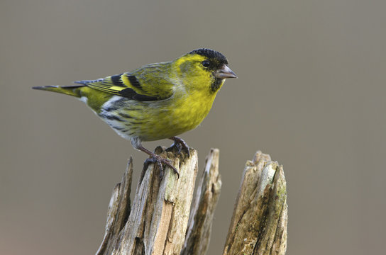 「Granivore」の画像 - 2,274 件の Stock 写真、ベクターおよびビデオ | Adobe Stock