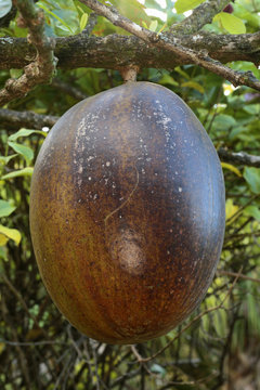 Calebassier bilder – Bläddra bland 15 stockfoton, vektorer och videor ...