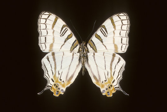 「Cyrestis」の画像 - 113 件の Stock 写真、ベクターおよびビデオ | Adobe Stock