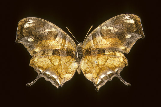 「Fabius」の写真素材 | 39件の無料イラスト画像 | Adobe Stock