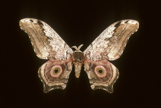 รูปภาพGigas – เลือกดูภาพถ่ายสต็อก เวกเตอร์ และวิดีโอ2,179 | Adobe Stock