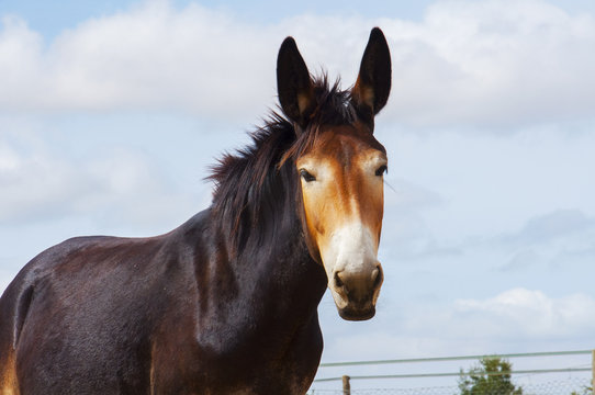 Mulas bilder – Bläddra bland 326 stockfoton, vektorer och videor ...