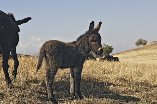 รูปภาพAnon – เลือกดูภาพถ่ายสต็อก เวกเตอร์ และวิดีโอ11,695 | Adobe Stock