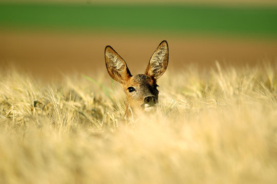 รูปภาพBiche – เลือกดูภาพถ่ายสต็อก เวกเตอร์ และวิดีโอ6,104 | Adobe Stock