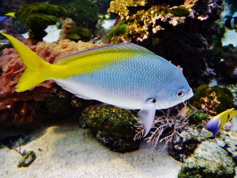 Fischflossenstruktur