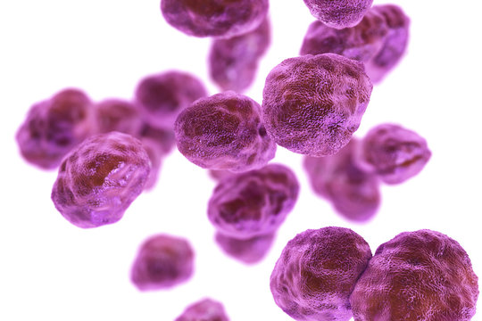 Pleomorphic Bacteria