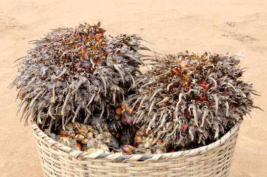 Imágenes de Palmiste: descubre bancos de fotos, ilustraciones, vectores ...