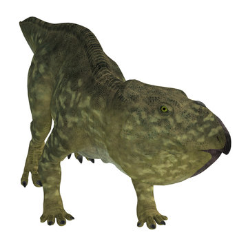 Obrázky Ceratopsian – procházejte fotografie, vektory a videa 1,598 ...