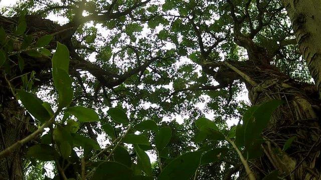 Aalamaram Images – Browse 1 Stock Photos, Vectors, and Video | Adobe Stock