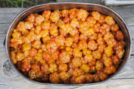 Moroshka Images – Browse 85 Stock Photos, Vectors, and Video | Adobe Stock