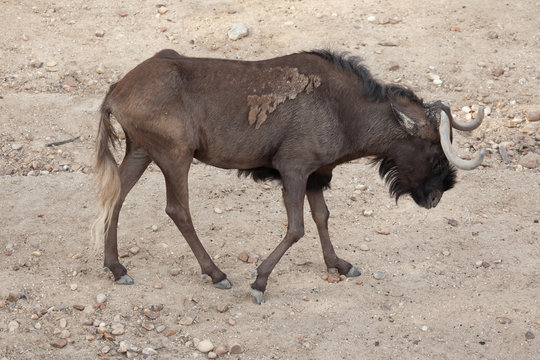 รูปภาพSwartwildebees – เลือกดูภาพถ่ายสต็อก เวกเตอร์ และวิดีโอ6 | Adobe ...