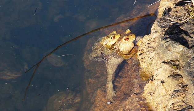 Batracien Bilder – Durchsuchen 1,301 Archivfotos, Vektorgrafiken und ...