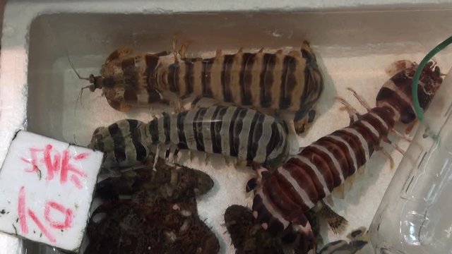 "Squilla Mantis" Images – Parcourir 151 le catalogue de photos ...