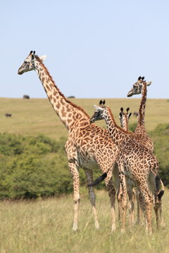 Jiraffe bilder – Bläddra bland 390 stockfoton, vektorer och videor ...