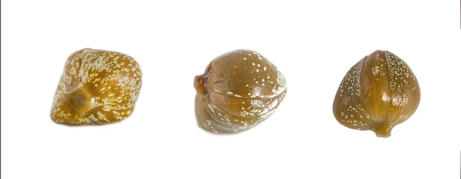 รูปภาพKapary – เลือกดูภาพถ่ายสต็อก เวกเตอร์ และวิดีโอ108 | Adobe Stock