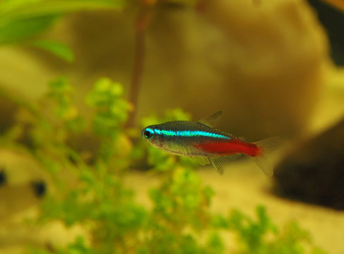 Neonfisch Images – Browse 41 Stock Photos, Vectors, and Video | Adobe Stock