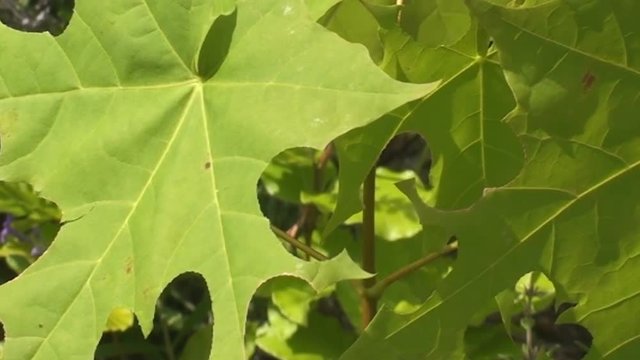 Maple Leaf Cutter Bug