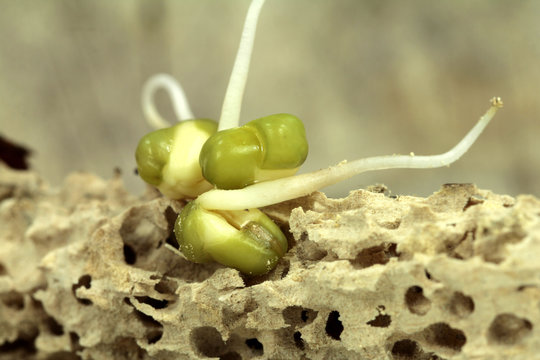 Keimend bilder – Bläddra bland 116 stockfoton, vektorer och videor ...