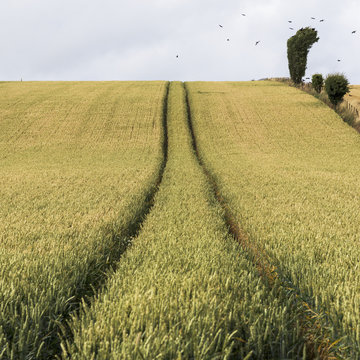 รูปภาพField – เลือกดูภาพถ่ายสต็อก เวกเตอร์ และวิดีโอ13,788,488 | Adobe ...