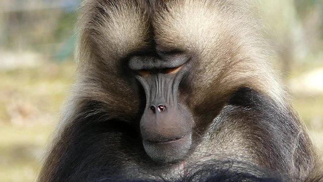 Gelada Images – Browse 8,651 Stock Photos, Vectors, and Video | Adobe Stock