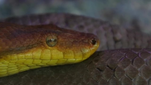 Candoia Imagens – Procure 76 fotos, vetores e vídeos | Adobe Stock