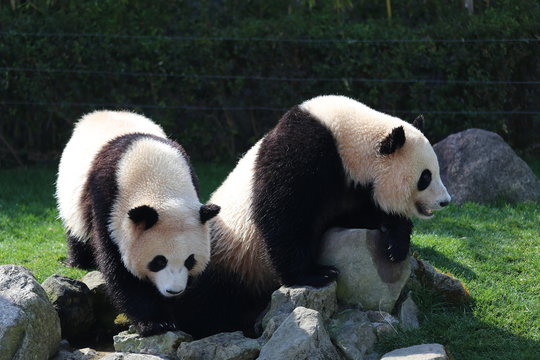「Binturong」の画像 - 1,850 件の Stock 写真、ベクターおよびビデオ | Adobe Stock