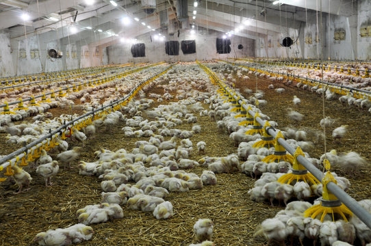Broilers Images – Browse 35,504 Stock Photos, Vectors, and Video ...