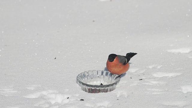 「Snigir」の写真素材 | 173件の無料イラスト画像 | Adobe Stock