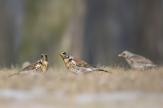 Imágenes de Drozd: descubre bancos de fotos, ilustraciones, vectores y ...