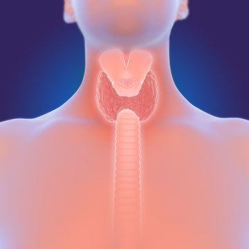 Kropfbildung Images – Browse 9 Stock Photos, Vectors, and Video | Adobe ...