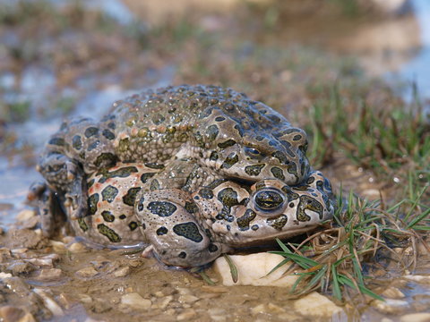 Kopulation 이미지 – 찾아보기 822 스톡 사진, 벡터 및 비디오 | Adobe Stock