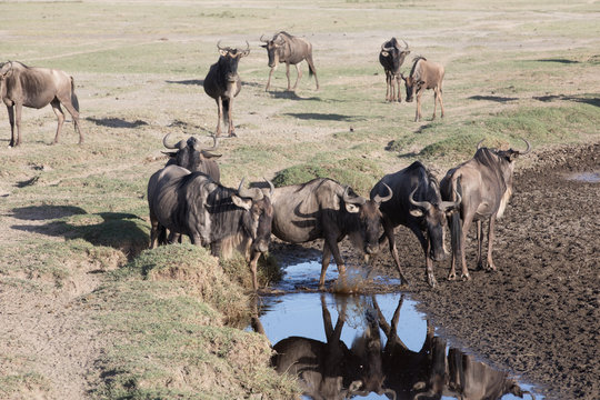 Keratu Bilder – Durchsuchen 111 Archivfotos, Vektorgrafiken und Videos ...